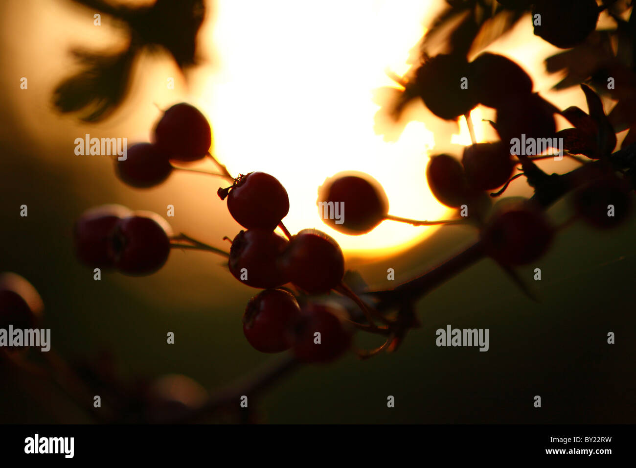 Haws, the fruit of Common Hawthorn (Crataegus monogyna), at Sunset ...