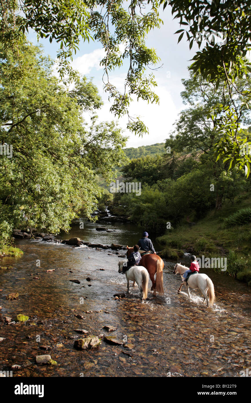 England, Devon, Exmoor. Pony riding through a stream at Cloud Farm ...
