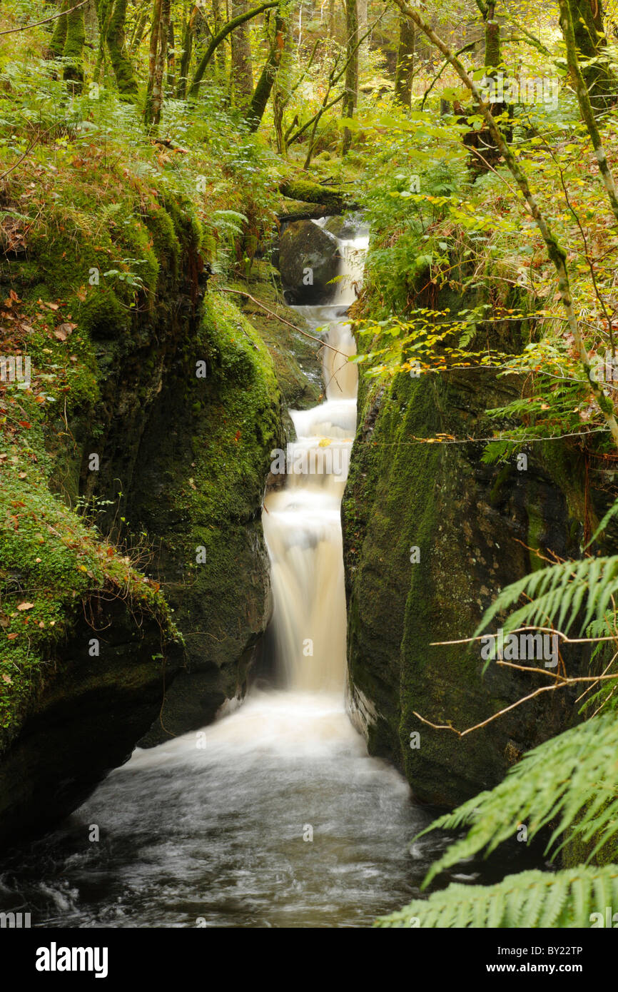 Waterfalls on a woodland stream. Near Pontrhydygroes, Ceredigion, Wales ...