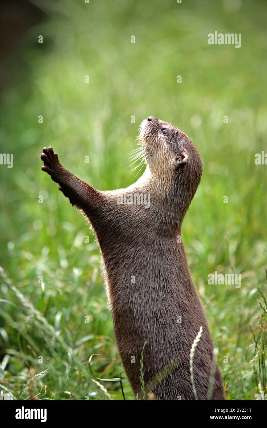 England, Cornwall, Tamar Otter & Wildlife Centre. Asian short-clawed ...