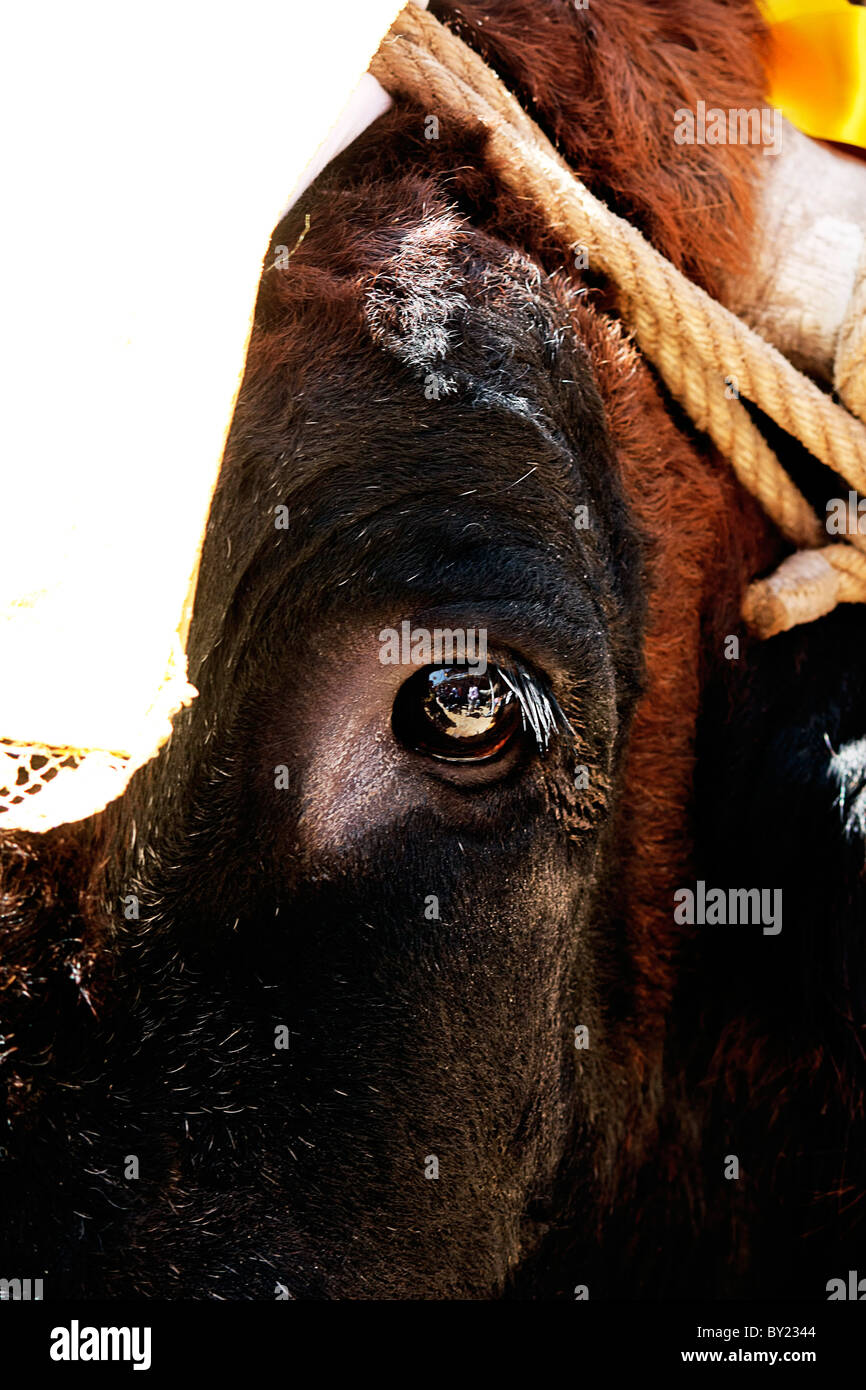 Partial view of a big bull's head on a festivity parade Stock Photo - Alamy