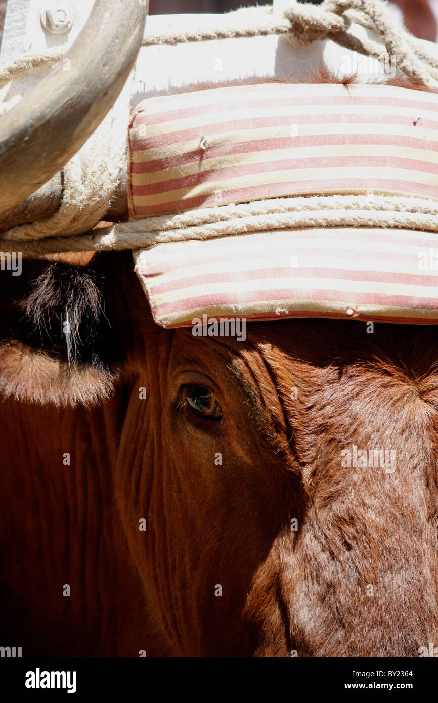 Partial view of the head of a farm domesticated bull Stock Photo - Alamy