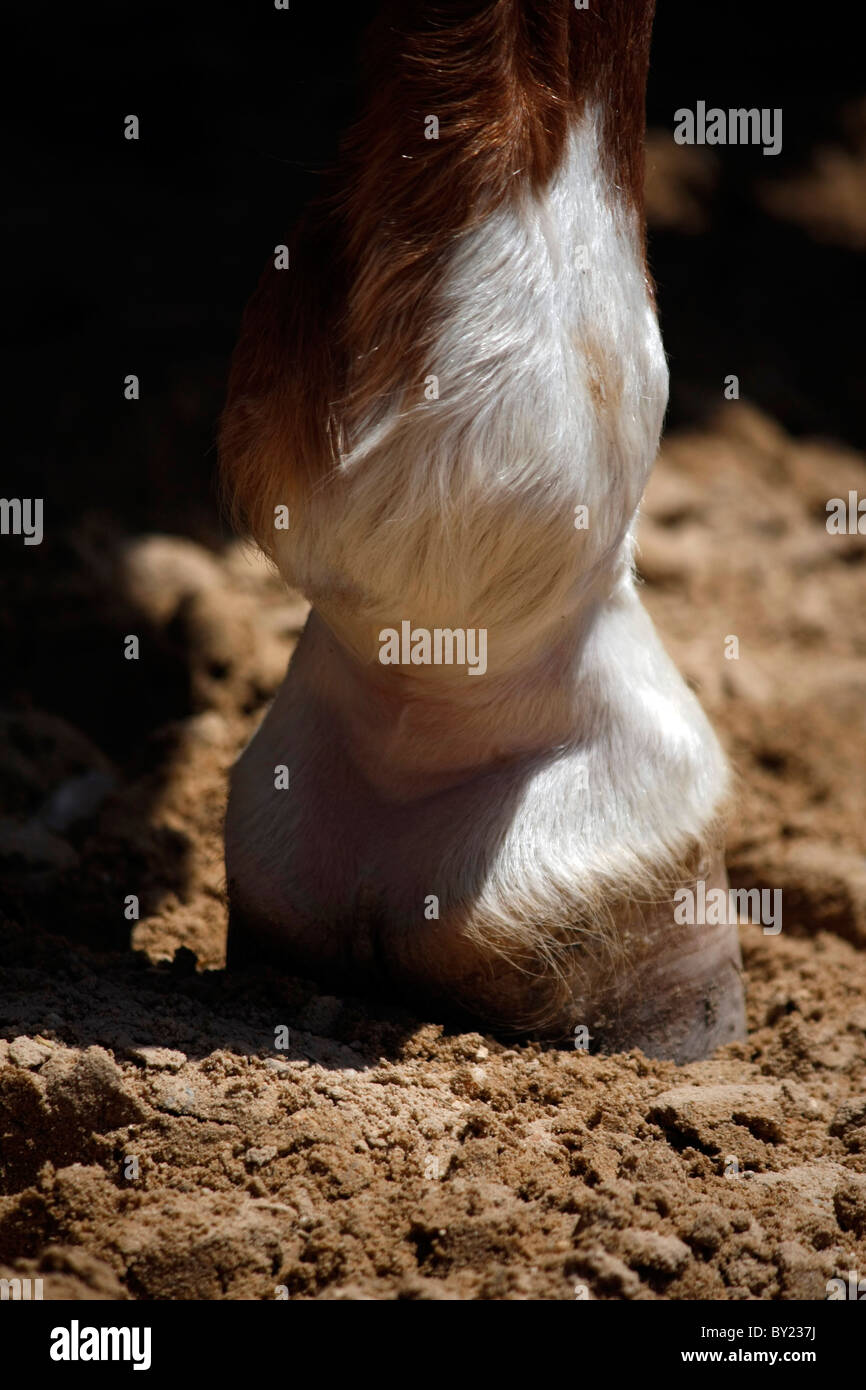 Close up view of the paw of a cow on the dirt Stock Photo - Alamy