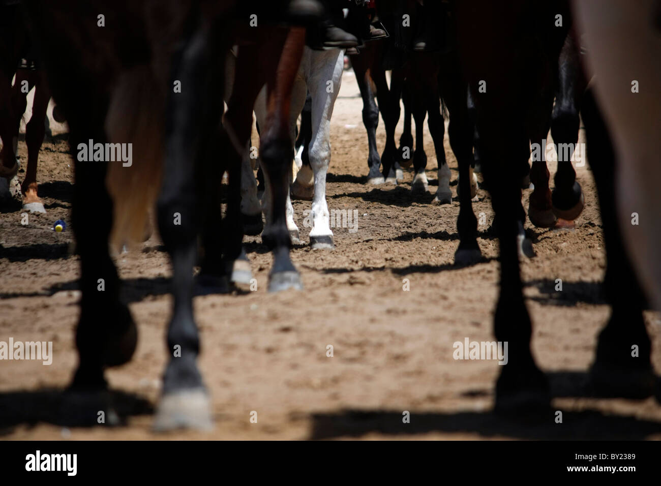 Animals with many legs hi-res stock photography and images - Alamy