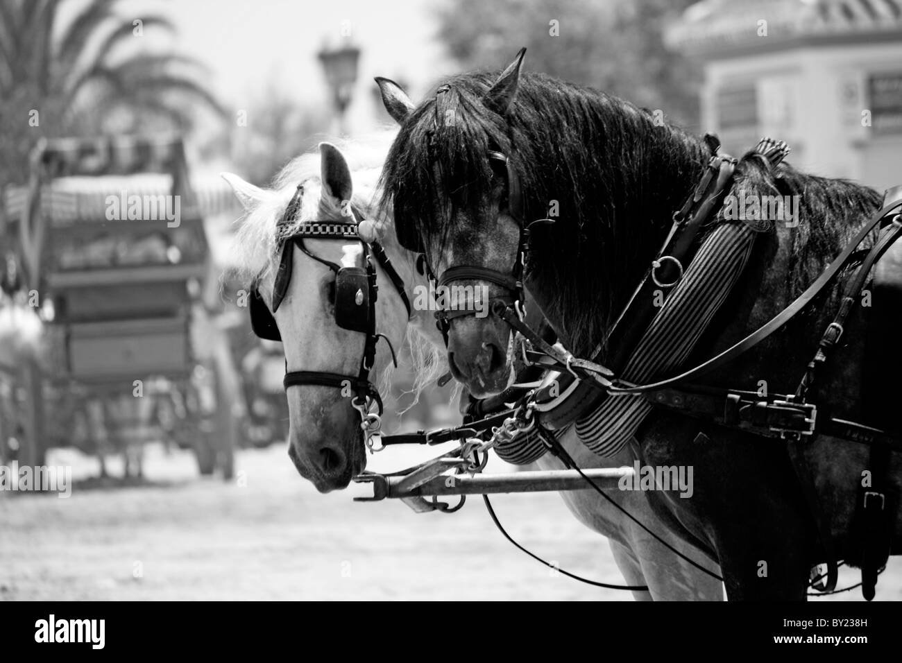 View of two horses watching the camera on the El Rocio festivity on ...