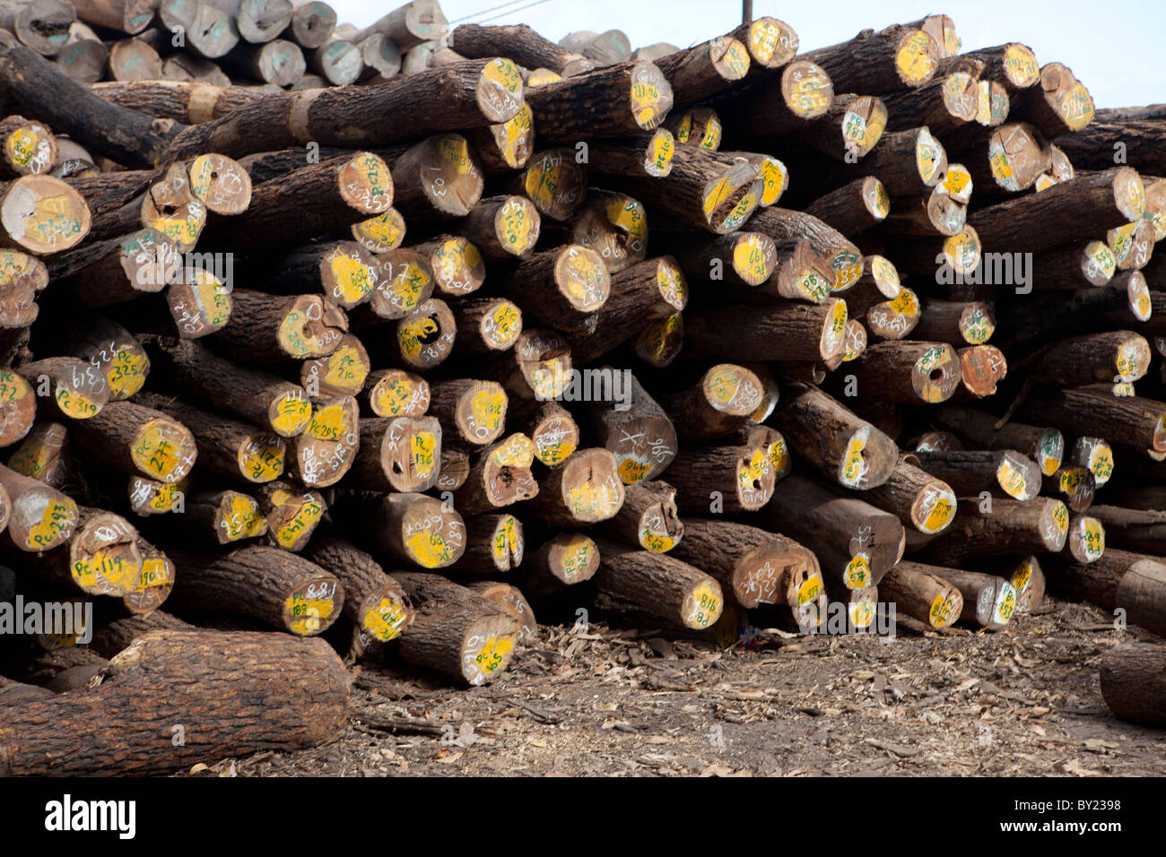 NAMPULA, MOZAMBIQUE, May 2010 : The timber depot of Green Timber, a ...