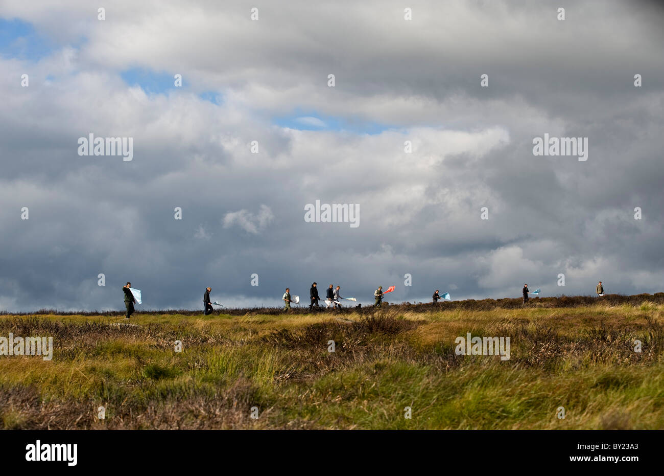 UK; Yorkshire. A line of beaters waving their flags as they drive the ...