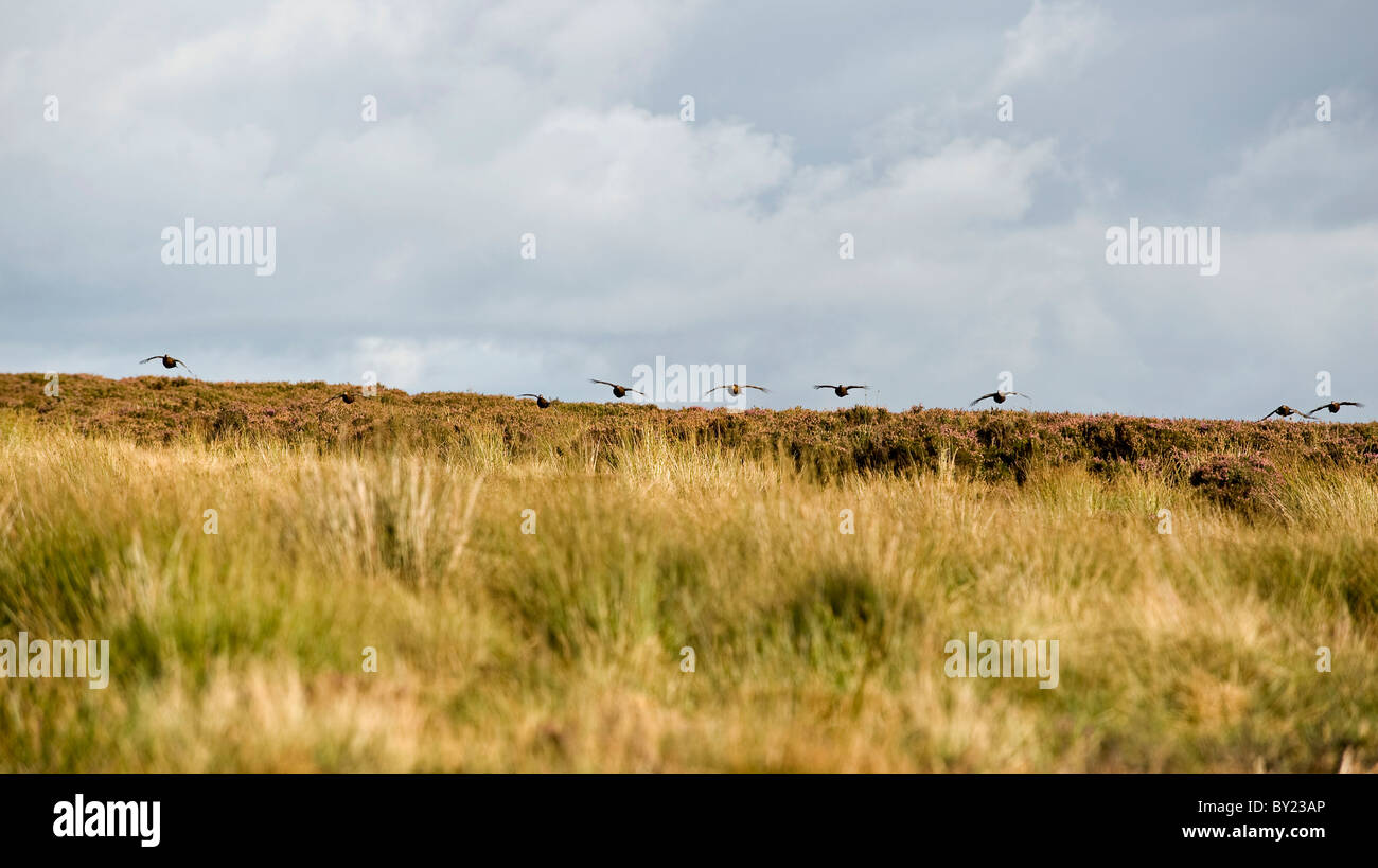 UK; Yorkshire. A covey of grouse fly low and fast over the heather on ...