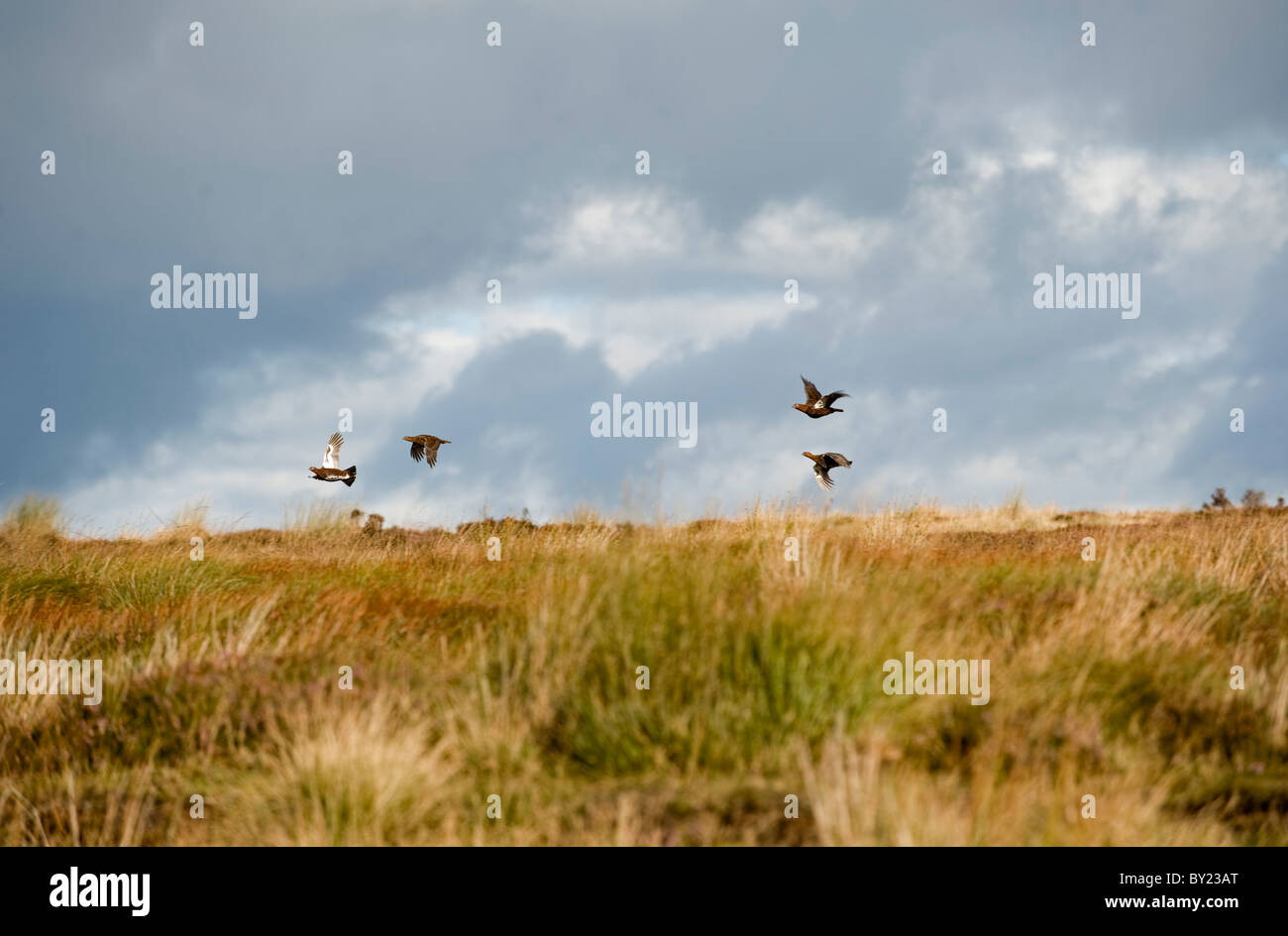 UK; Yorkshire. A covey of grouse fly low and fast over the heather on ...