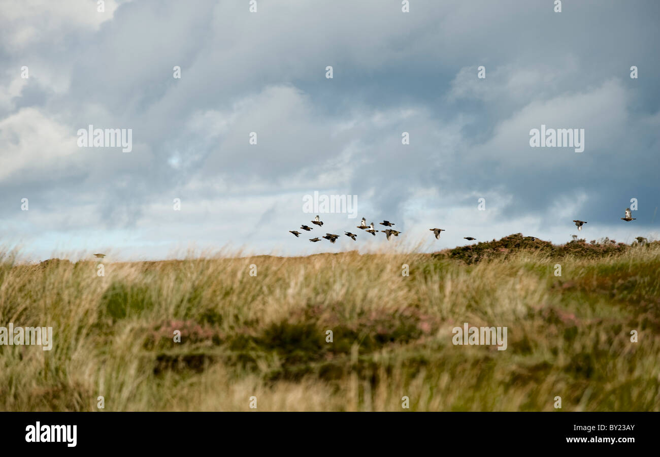 UK; Yorkshire. A covey of grouse fly low and fast over the heather on ...