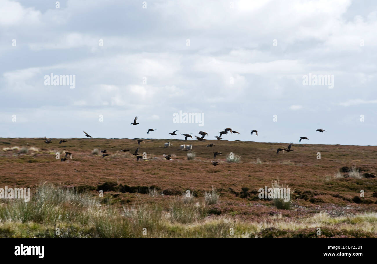UK; Yorkshire. A covey of grouse fly low and fast over the heather on ...