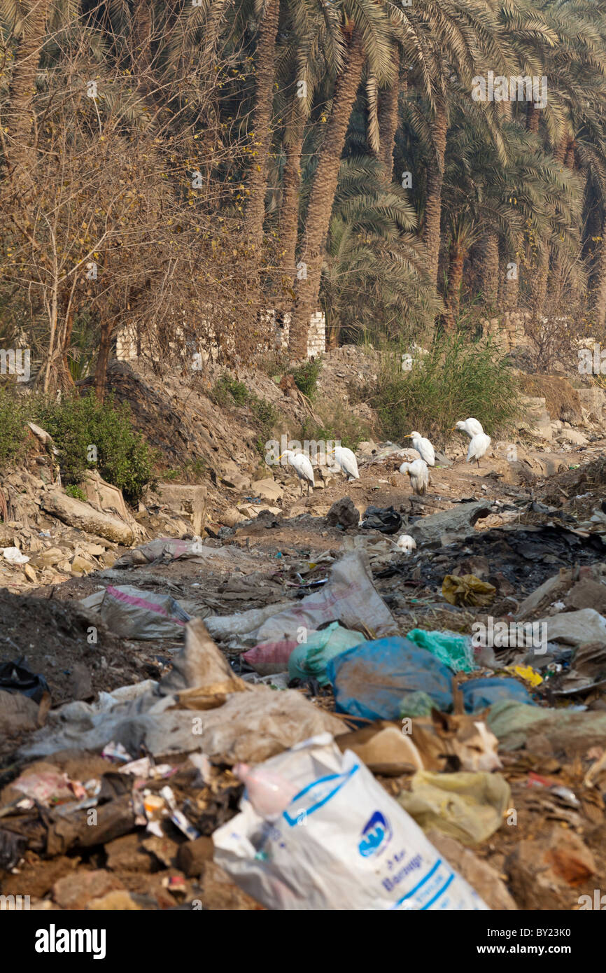 polluted canal in village near Bani Soueif, Egypt Stock Photo - Alamy