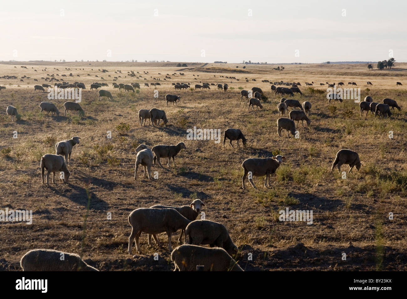 Large herd of sheep on a dry grass landscape on the Alentejo Region on ...