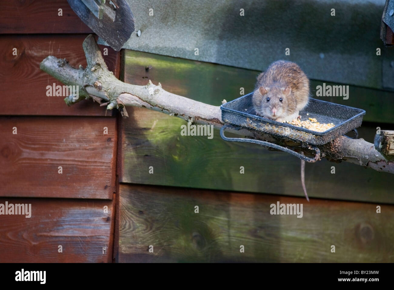 rat feeding from a bird tray Stock Photo - Alamy