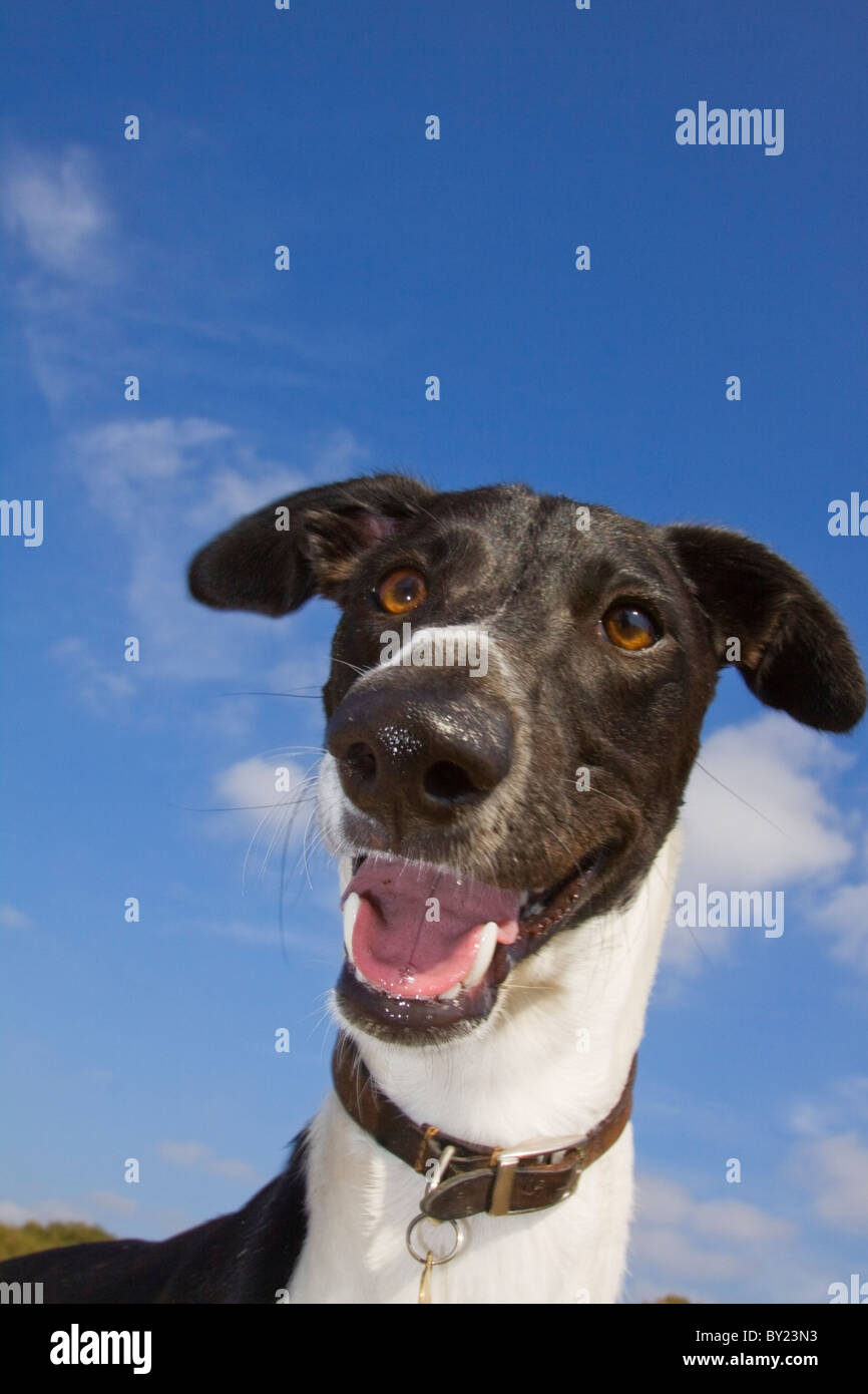 Happy lurcher looking down at camera Stock Photo - Alamy