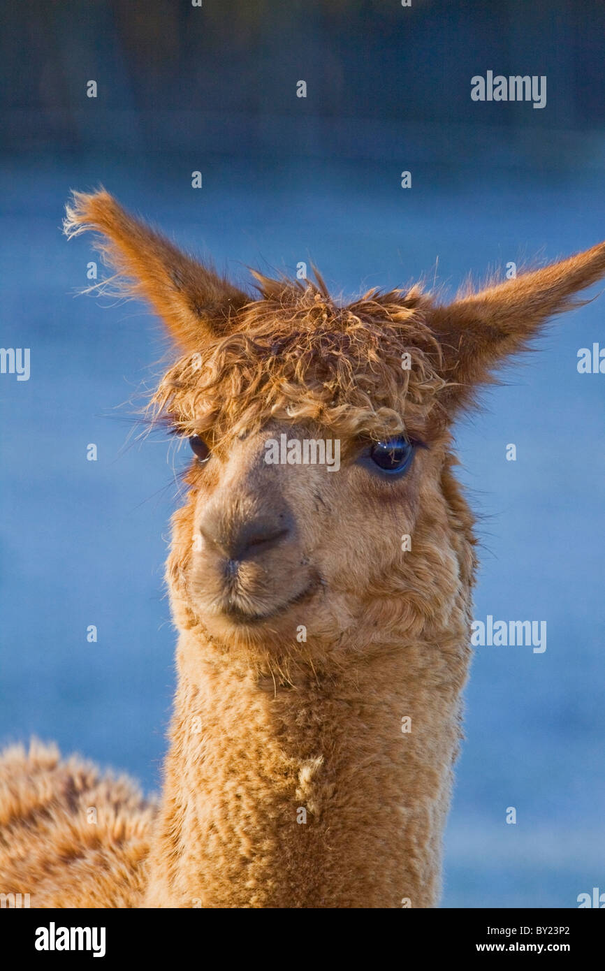 Lama pacos hi-res stock photography and images - Alamy