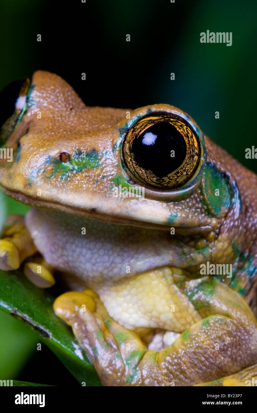 Peacock Tree frog Stock Photo - Alamy