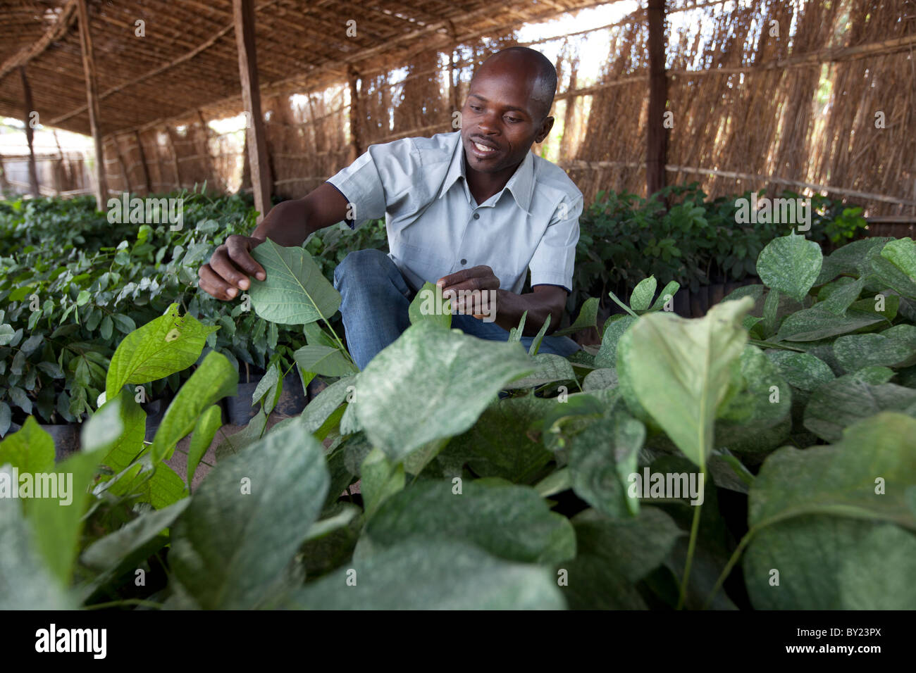 NAMPULA, MOZAMBIQUE, May 2010 : Green Timber, a Chinese-owned timber ...