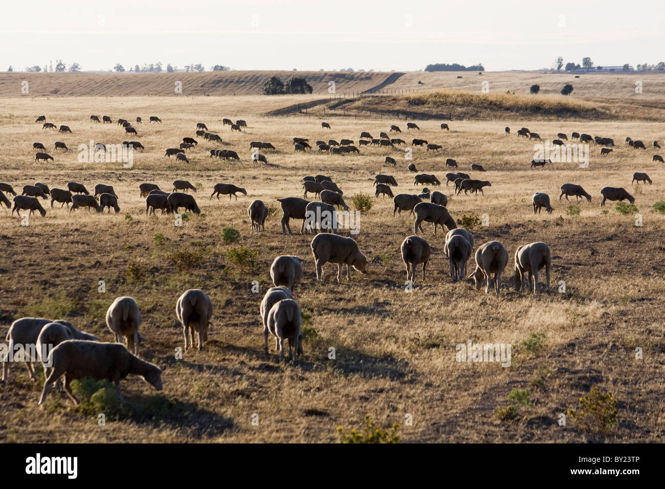 Large herd of sheep on a dry grass landscape on the Alentejo Region on ...
