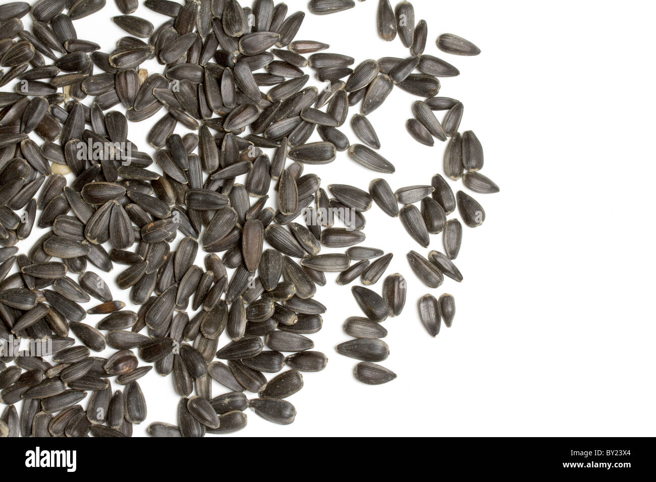 Sunflower seeds on white background Stock Photo - Alamy