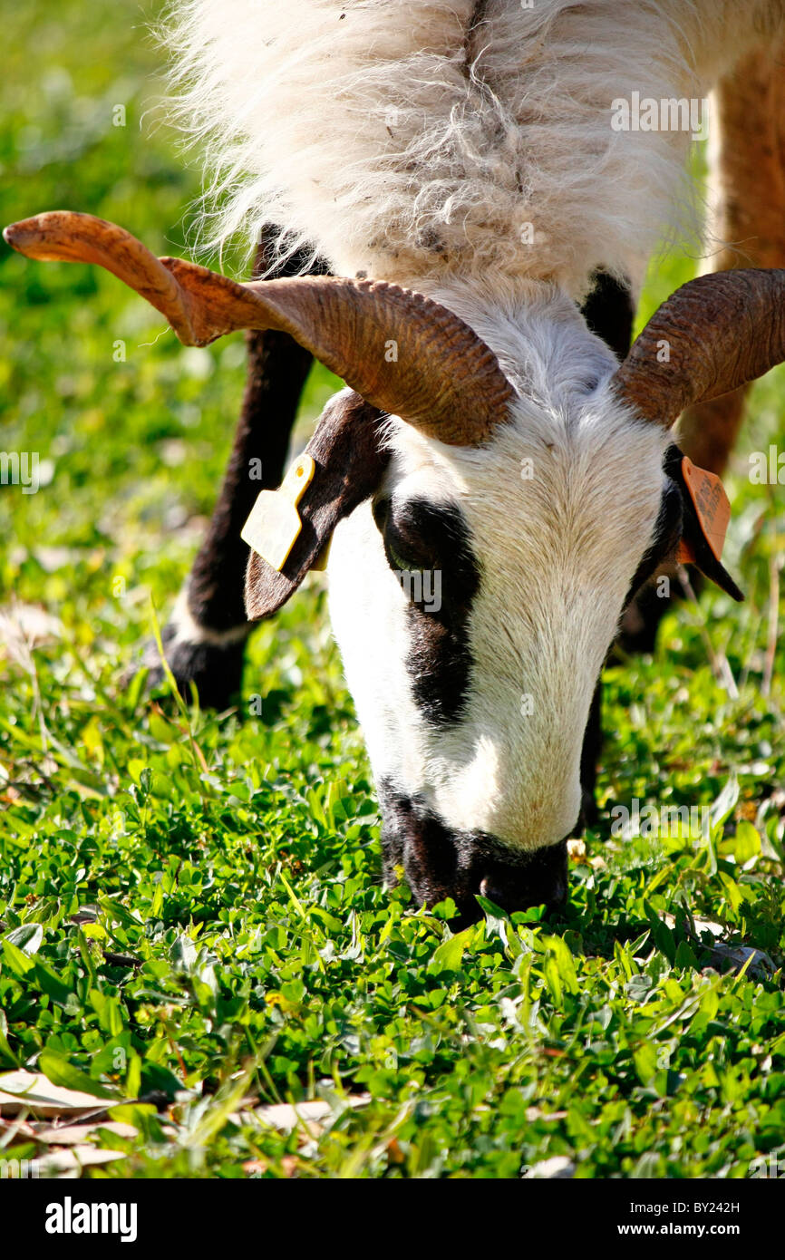 Ram eating hi-res stock photography and images - Alamy