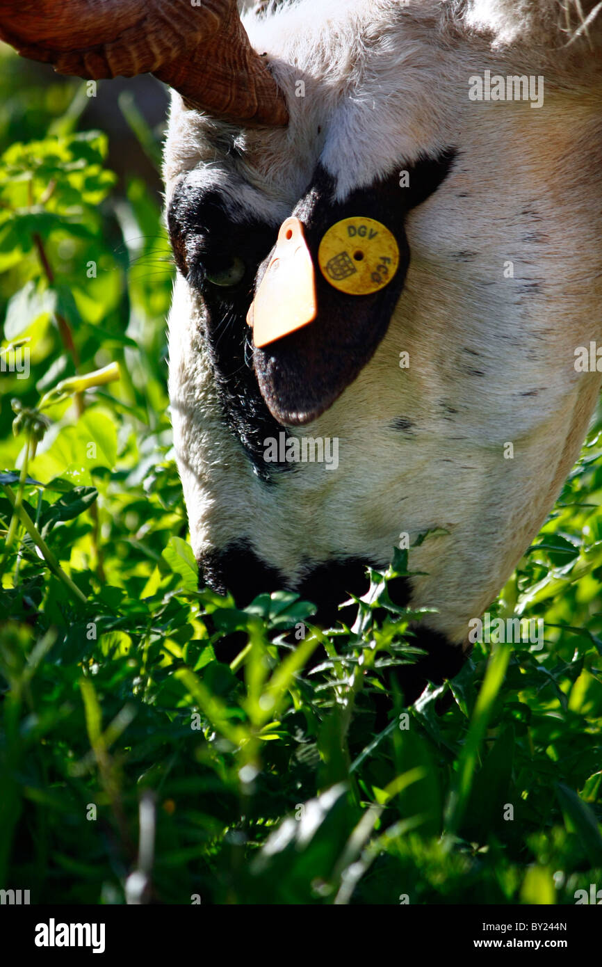 Ram eating hi-res stock photography and images - Alamy