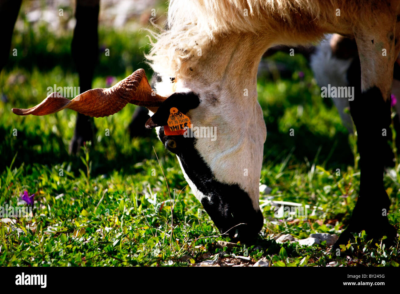 Ram eating hi-res stock photography and images - Alamy