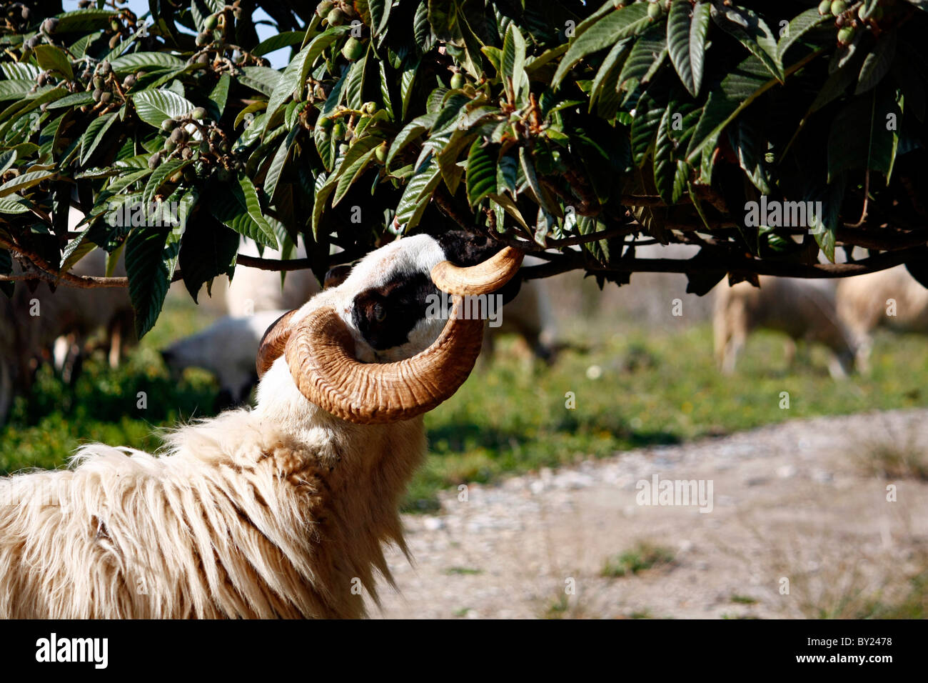 Ram eating hi-res stock photography and images - Alamy