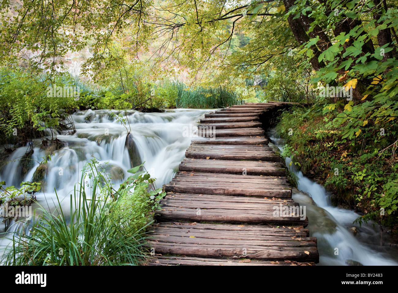 Water path in forest hi-res stock photography and images - Alamy