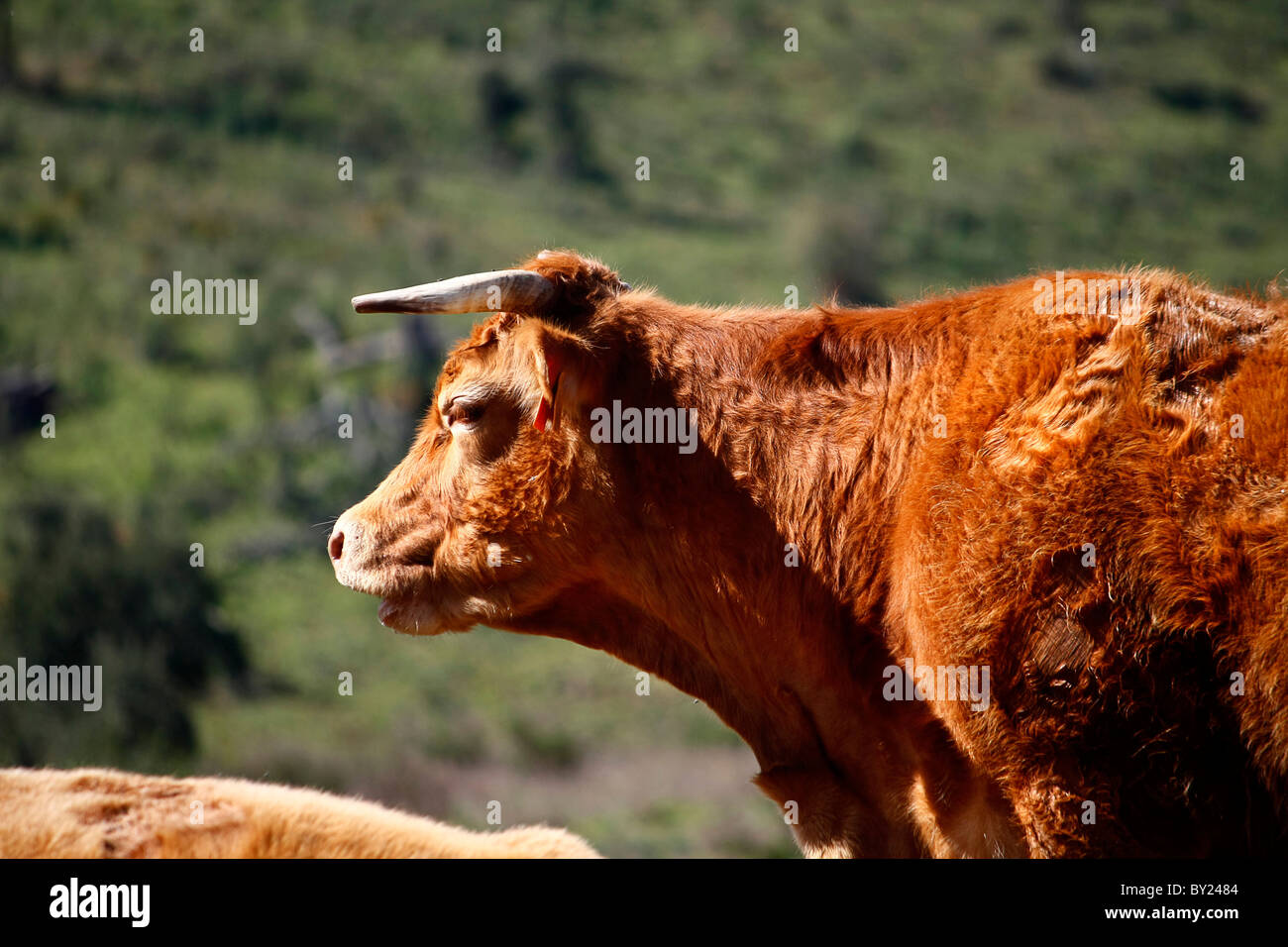 Brown cow with horns screaming on the countryside Stock Photo - Alamy