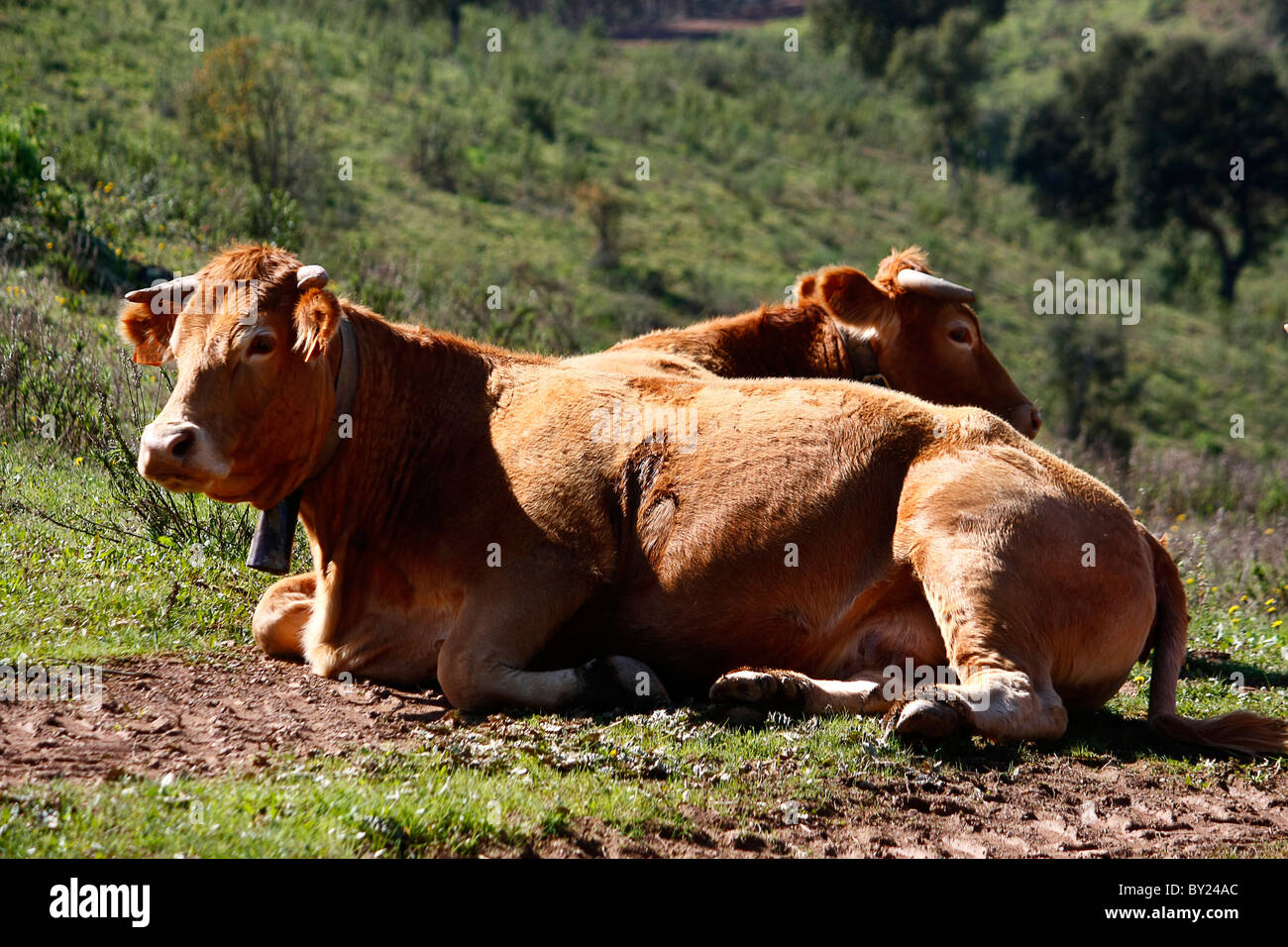 Two brown cows sitting on the green grass Stock Photo - Alamy