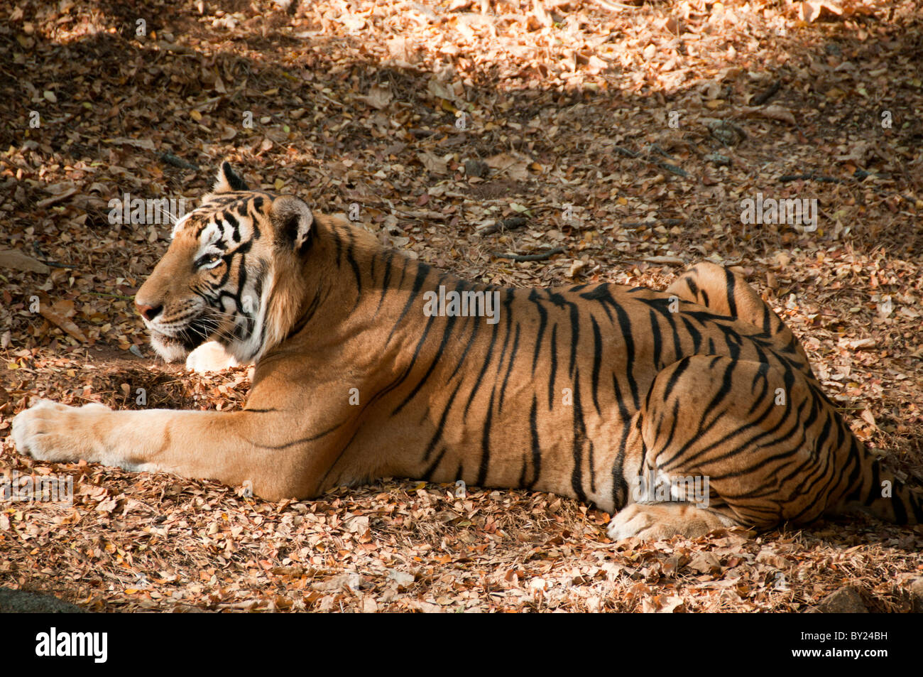 Tiger of mysore hi-res stock photography and images - Alamy