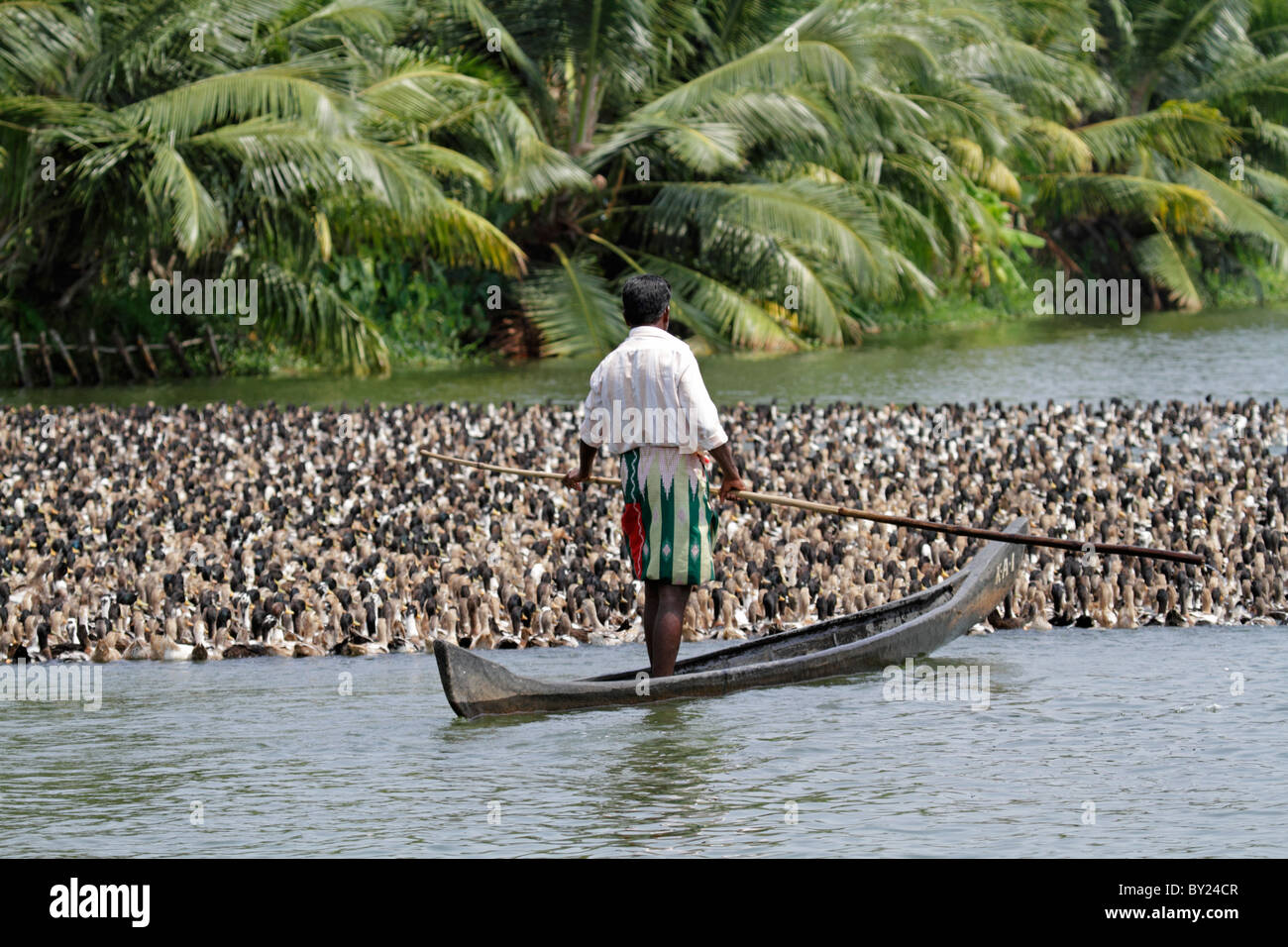 India, Kerala. Duck farmers in the Kerala Backwaters herd a huge flock ...