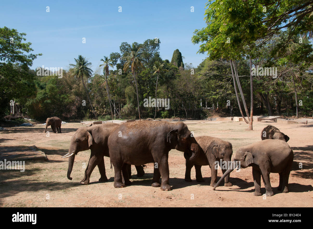 Indian elephants at the Sri Chamarajendra zoo in Mysore in India Stock ...