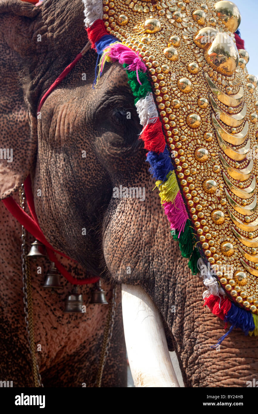 Sacred Elephant India 5,274 Sacred Elephant Stock Photos, High Res