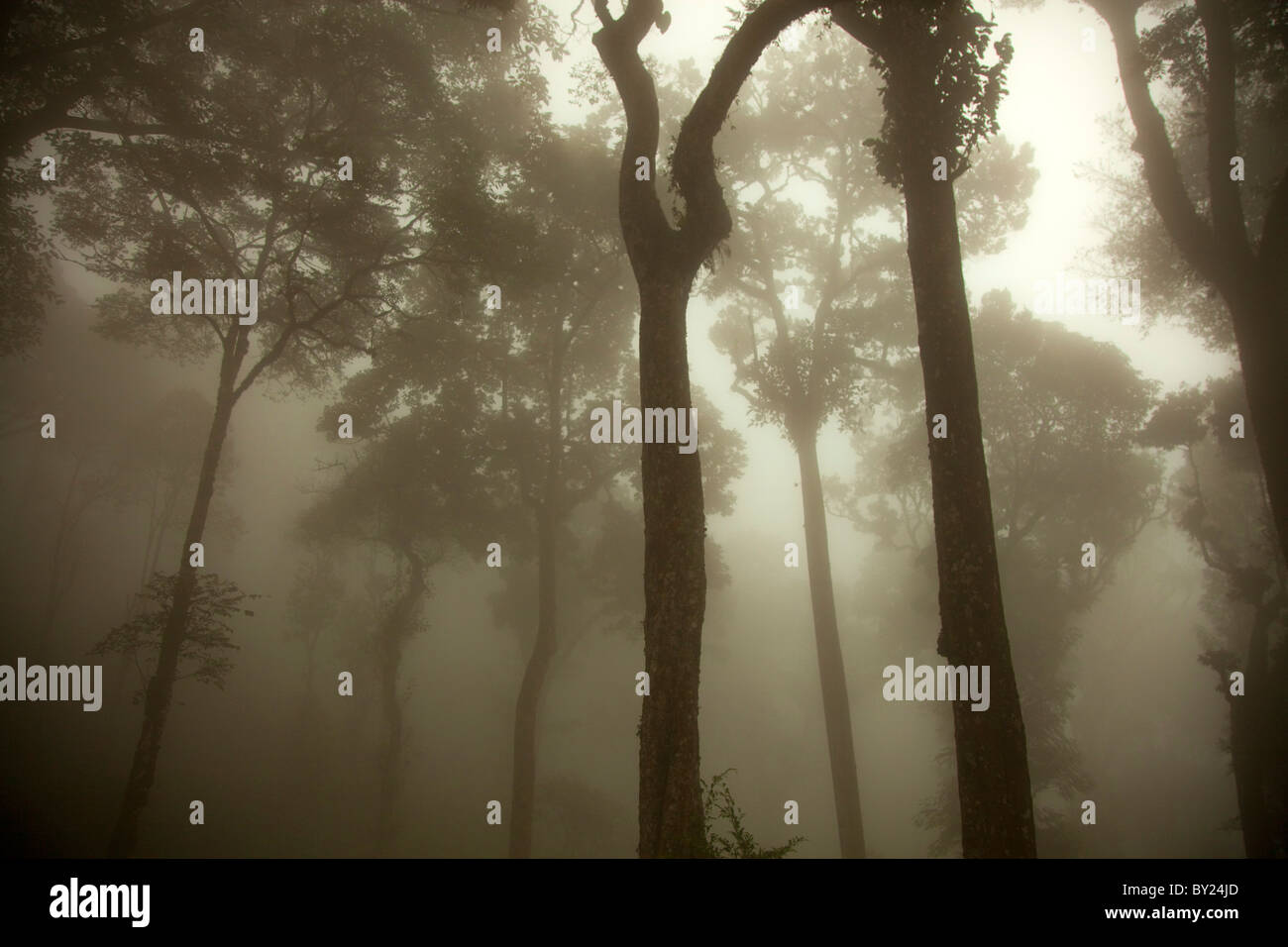 Primary forest india hi-res stock photography and images - Alamy