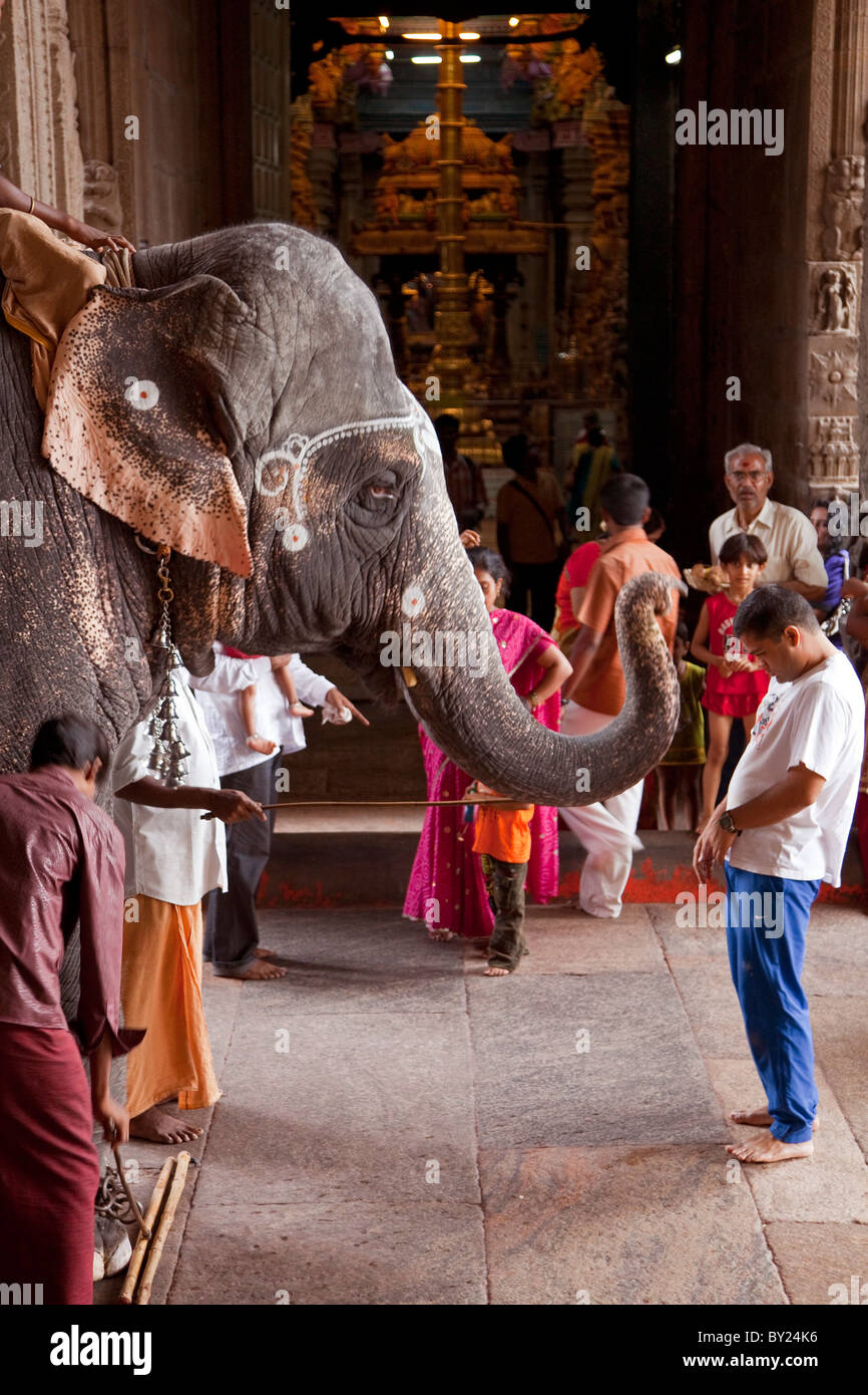 India, Madurai. A man is blessed by a holy elephant in the Meenakshi ...