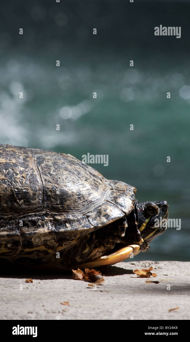 Retracted turtle hi-res stock photography and images - Alamy