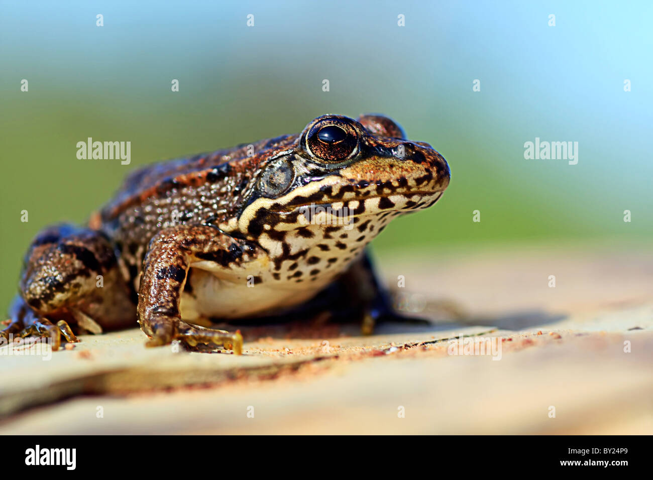 Common frog european top view hi-res stock photography and images - Alamy