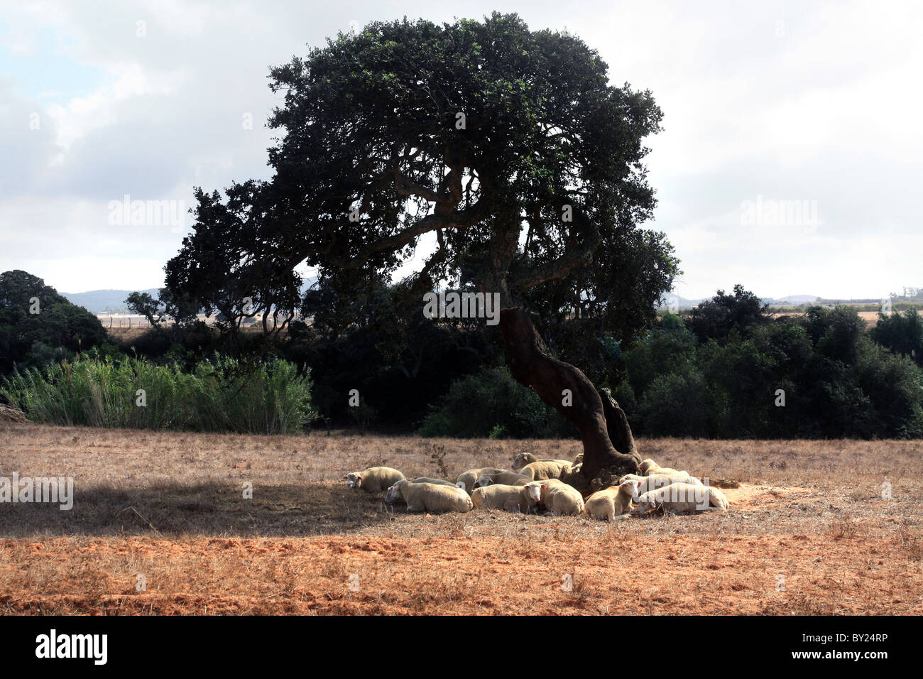 View of a group of sheep sleeping in the shade Stock Photo - Alamy