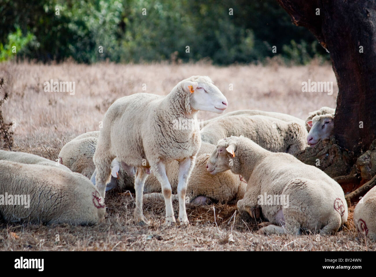 View of a group of sheep sleeping in the shade Stock Photo - Alamy