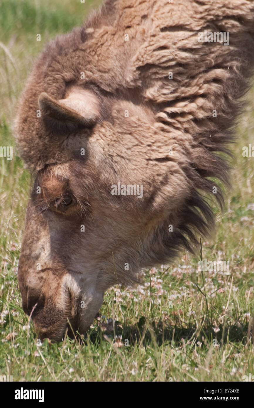 camel portrait eating grass Stock Photo - Alamy