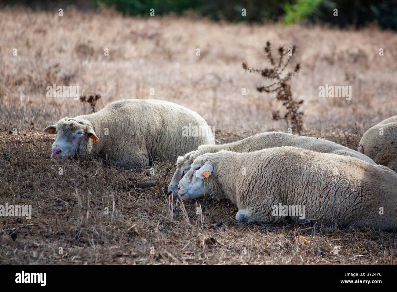 View of a group of sheep sleeping in the shade Stock Photo - Alamy
