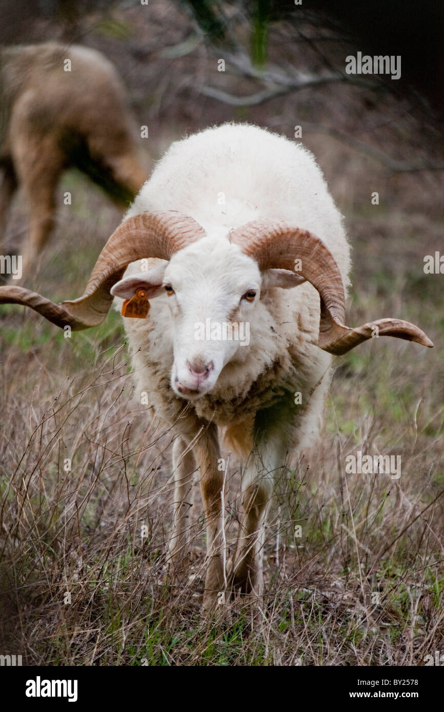 view of a ram walking on the vegetation Stock Photo - Alamy