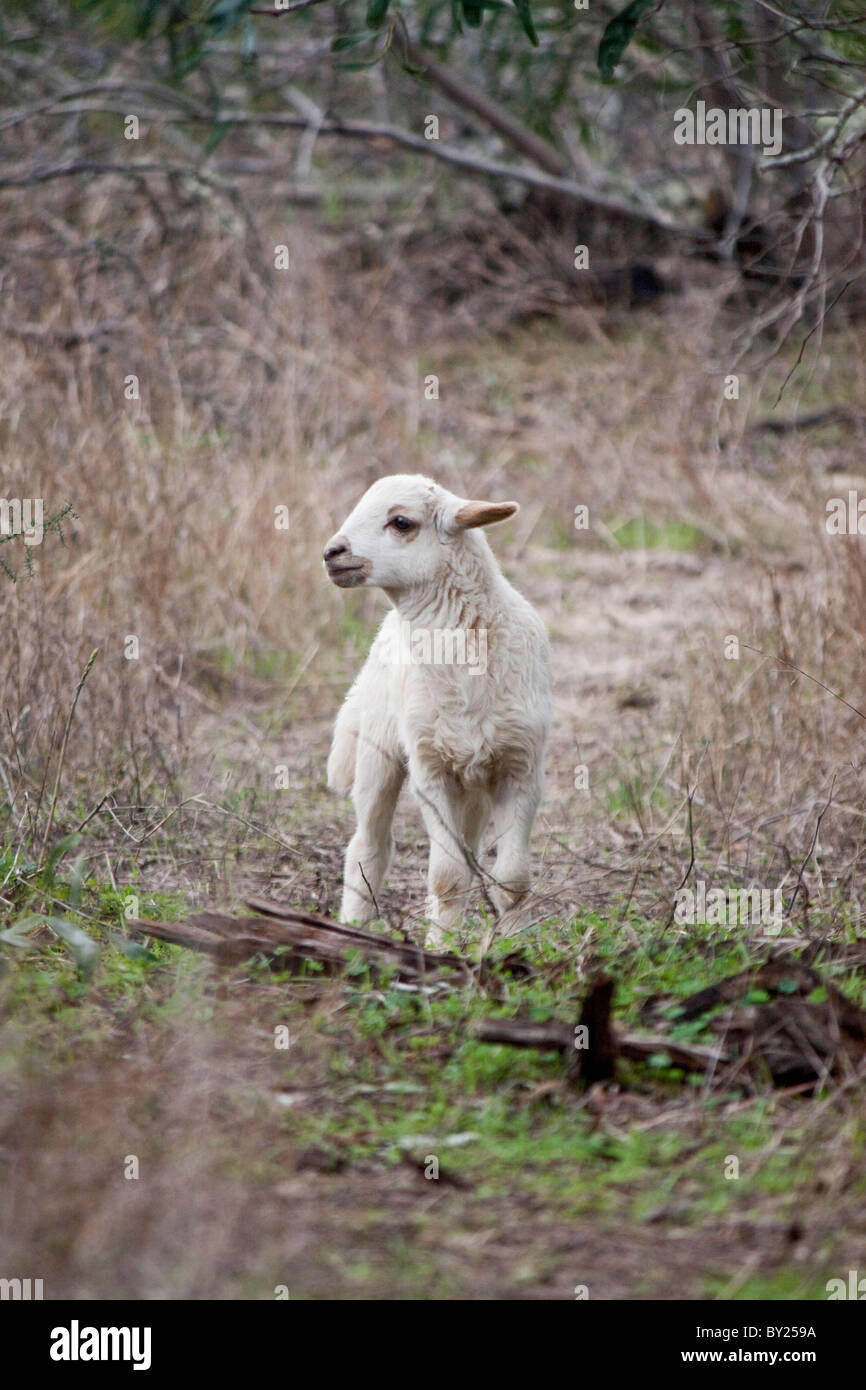 Lost sheep hi-res stock photography and images - Alamy