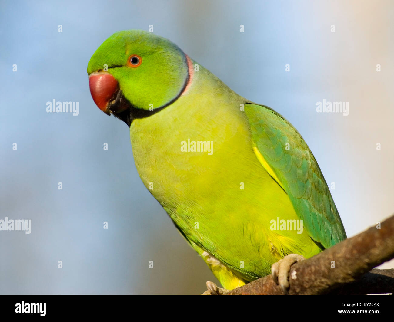 Rose ringed parakeet hi-res stock photography and images - Alamy