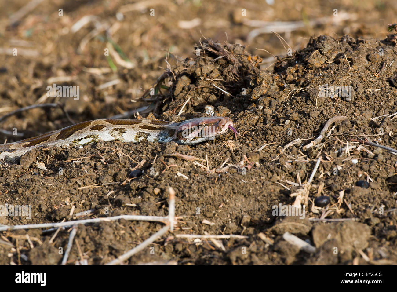 Sri lankan snake hi-res stock photography and images - Alamy