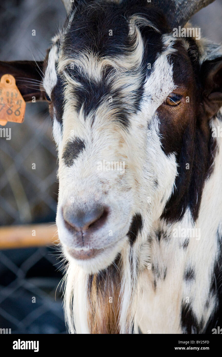 Head of goat Stock Photo - Alamy