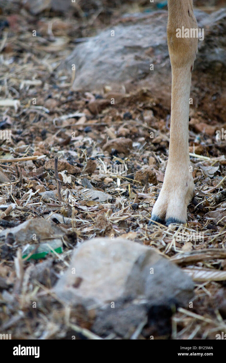 Deer Foot High Resolution Stock Photography and Images - Alamy