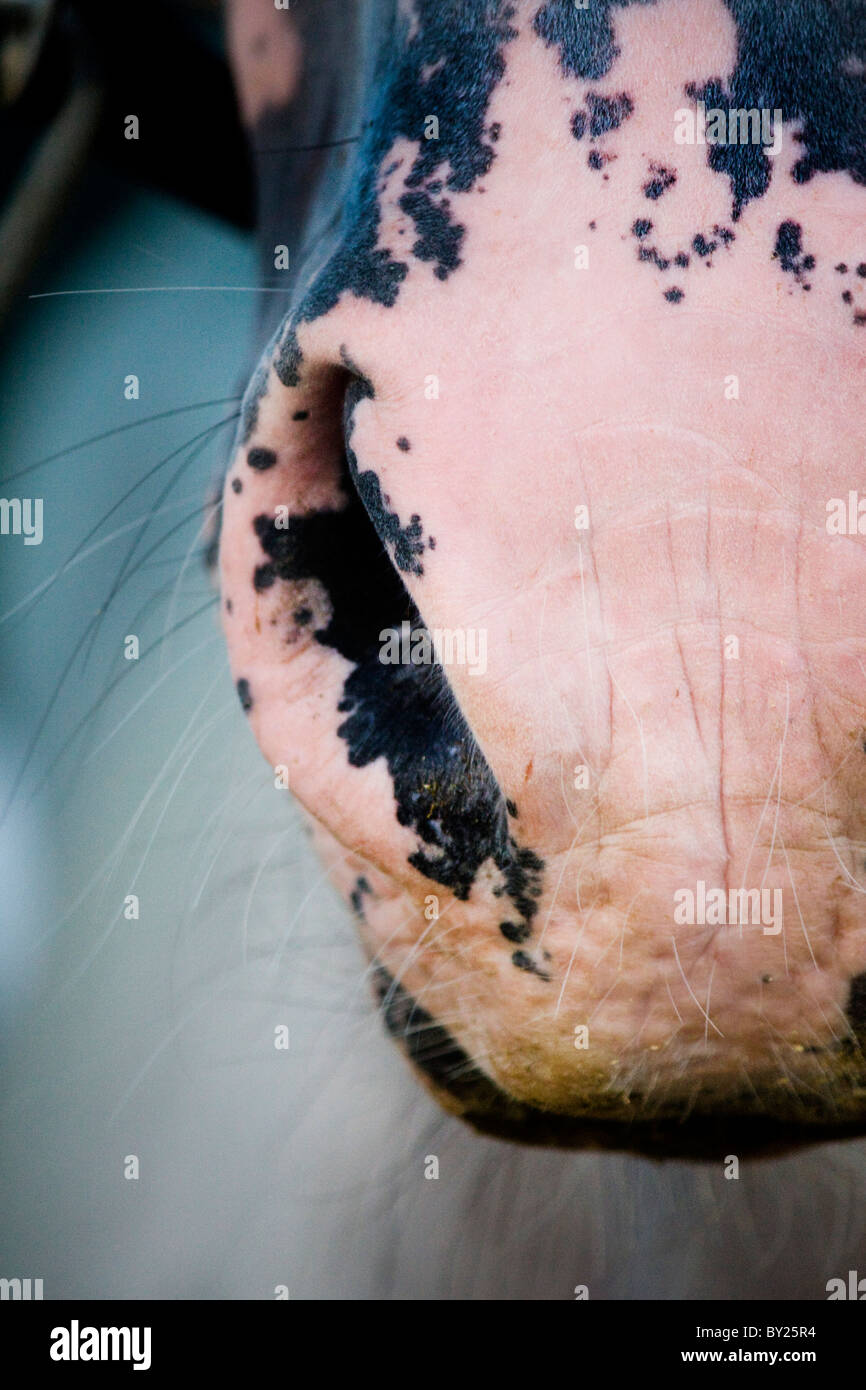 Macro horse nose hi-res stock photography and images - Alamy